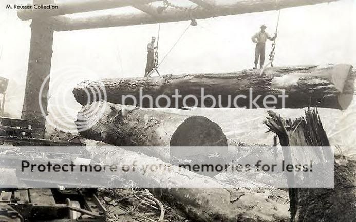 Antique logging pictures | Arborist, Chainsaw & Tree Work Forum