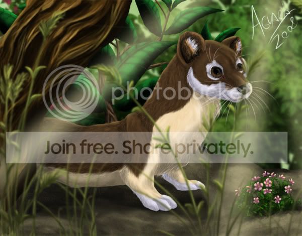 good morning Weasel by LobaFeroz on DeviantArt