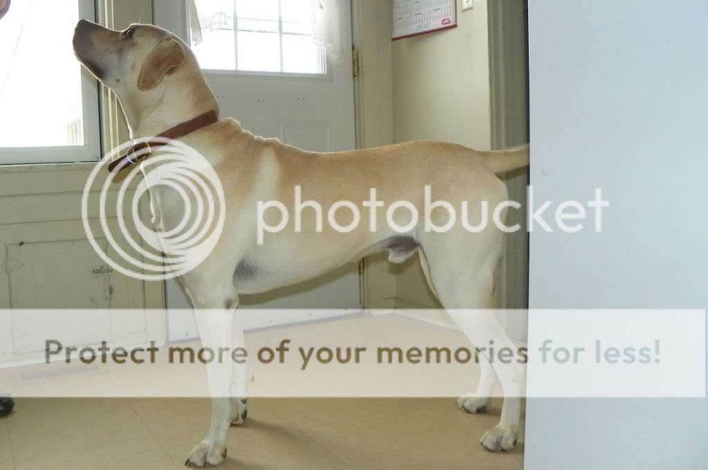 Why is my Lab so tall? | Puppy Forum and Dog Forums