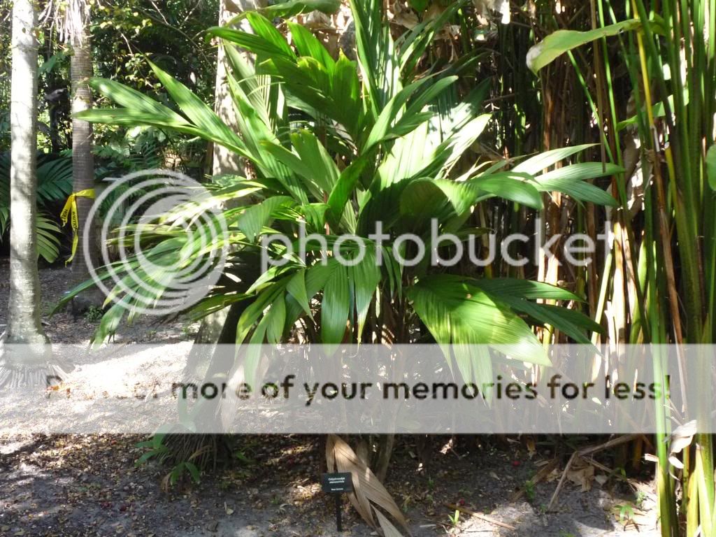 When did you last scratch - DISCUSSING PALM TREES WORLDWIDE - PalmTalk