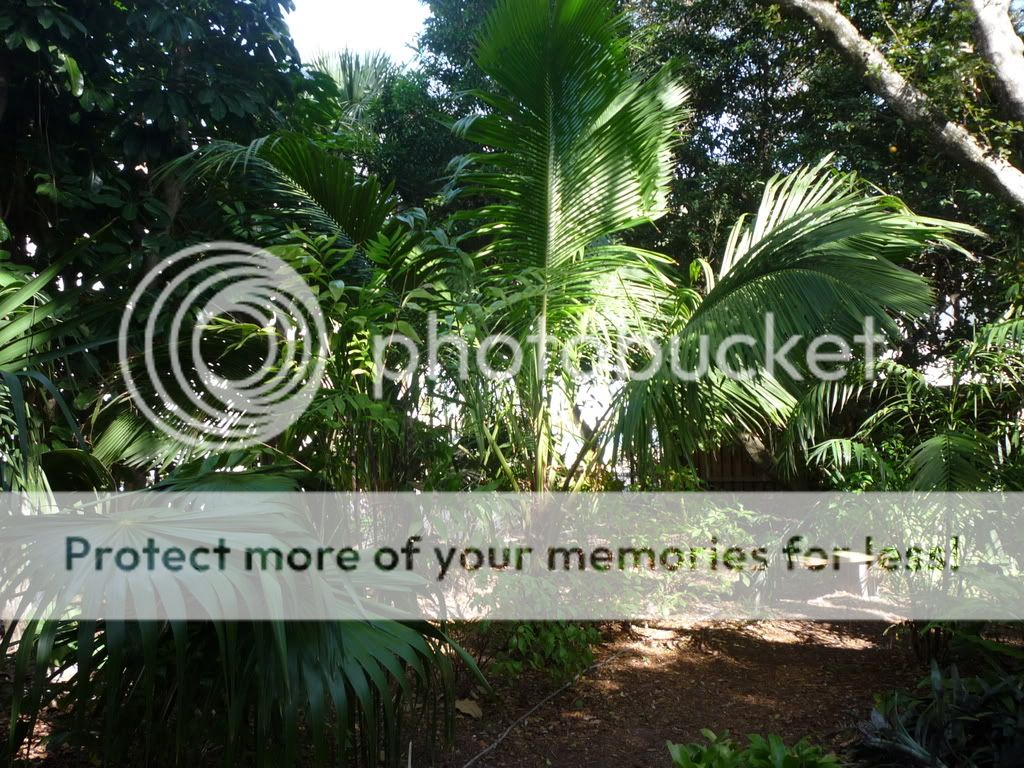 Beccariophoenix -- show us yours! - DISCUSSING PALM TREES WORLDWIDE ...