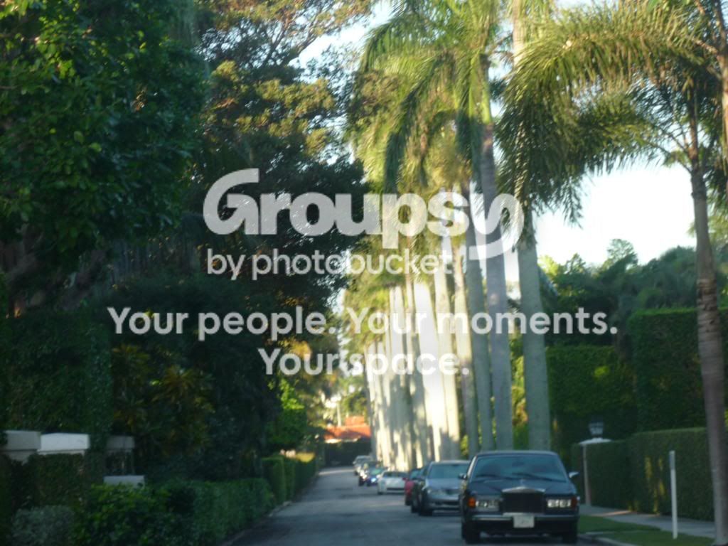 A few Palm shots - DISCUSSING PALM TREES WORLDWIDE - PalmTalk