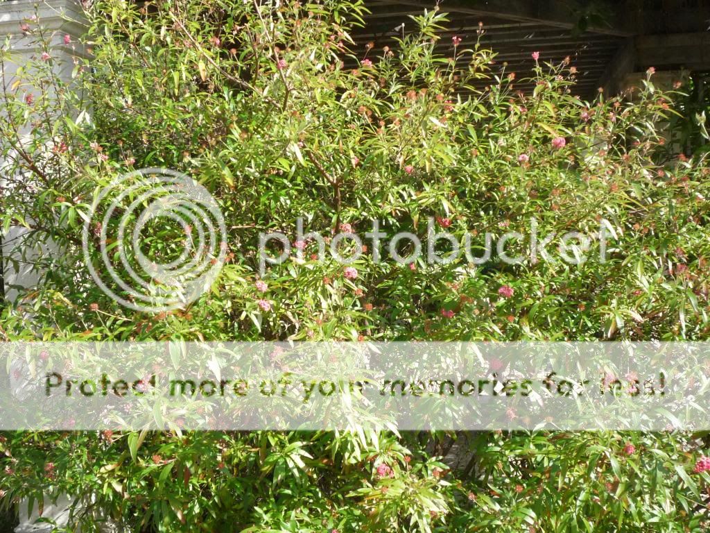 A Florida Alberta magna? - TROPICAL LOOKING PLANTS - Other Than Palms ...