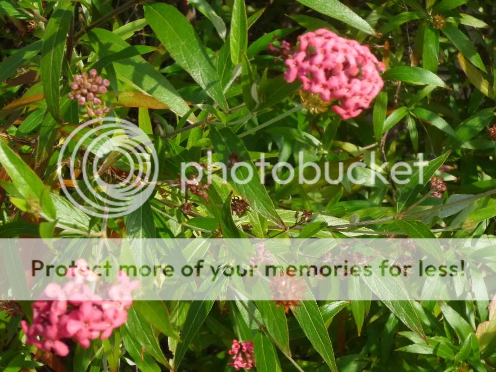 A Florida Alberta magna? - TROPICAL LOOKING PLANTS - Other Than Palms ...