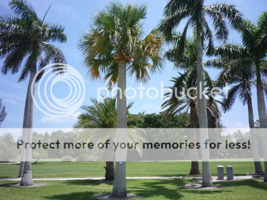 Jupiter Island, Florida Palm - DISCUSSING PALM TREES WORLDWIDE - PalmTalk