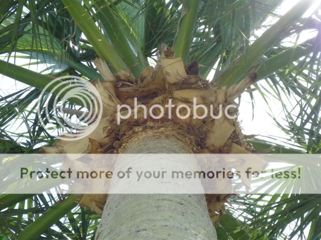 Jupiter Island, Florida Palm - DISCUSSING PALM TREES WORLDWIDE - PalmTalk