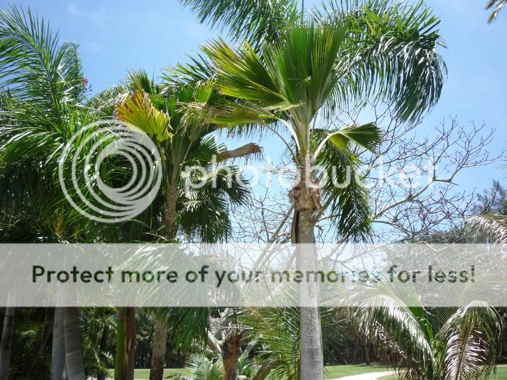 Jupiter Island, Florida Pritchardia - DISCUSSING PALM TREES WORLDWIDE ...