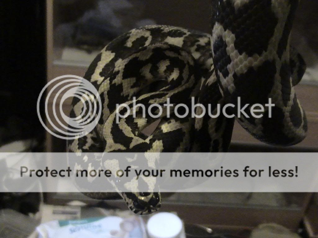 Snakes for sale (Newquay, Cornwall) | Reptile Forums