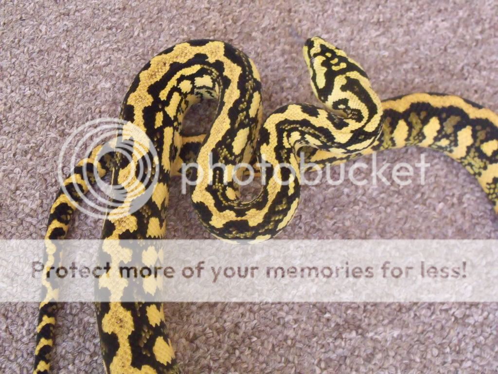 SW England - 09 Pair of high yellow Jungle carpet pythons and 09 88% ...