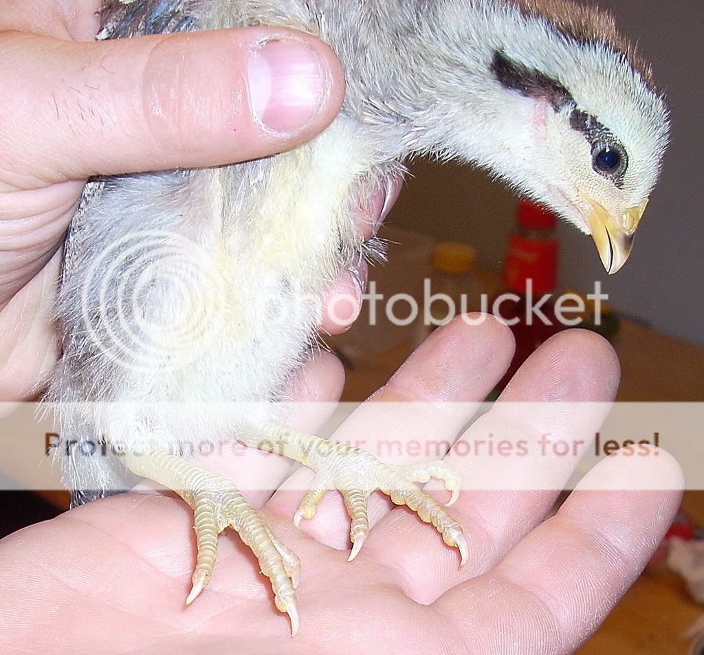 13wk hen...what the heck is she??? Silver Phoenix? PIC HEAVY!!! | Page ...