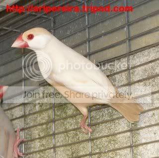 pardais de java duvidas - Página 2 - Fórum AvesPT - Tudo Sobre Aves