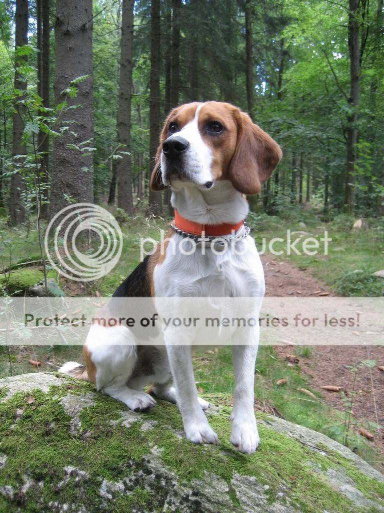 Bilder på era hundar här - Page 7 - forum.robsoft.nu