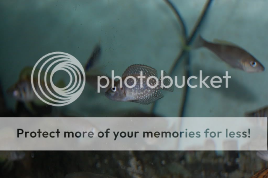 Calvus ID | Cichlid Fish Forum