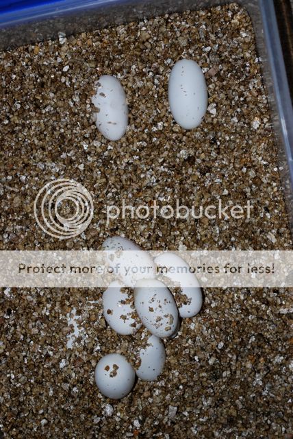 Female B grade adult platinum spotted python | Aussie Pythons & Snakes ...