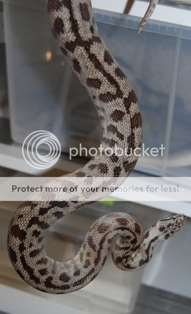 Female Platinum Spotted Python - 6 months old | Aussie Pythons & Snakes ...