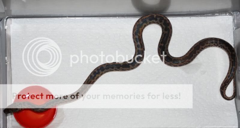 Bulk Deal - 8 x Spotted pythons - partially striped and double striped ...