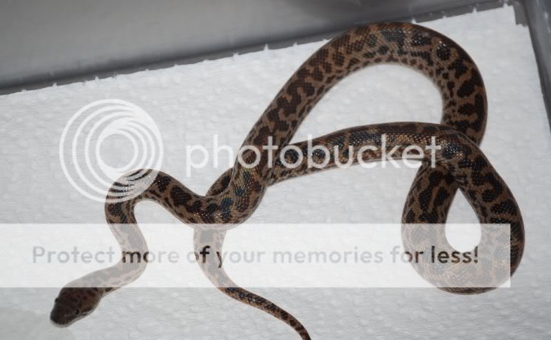 Bulk Deal - 8 x Spotted pythons - partially striped and double striped ...