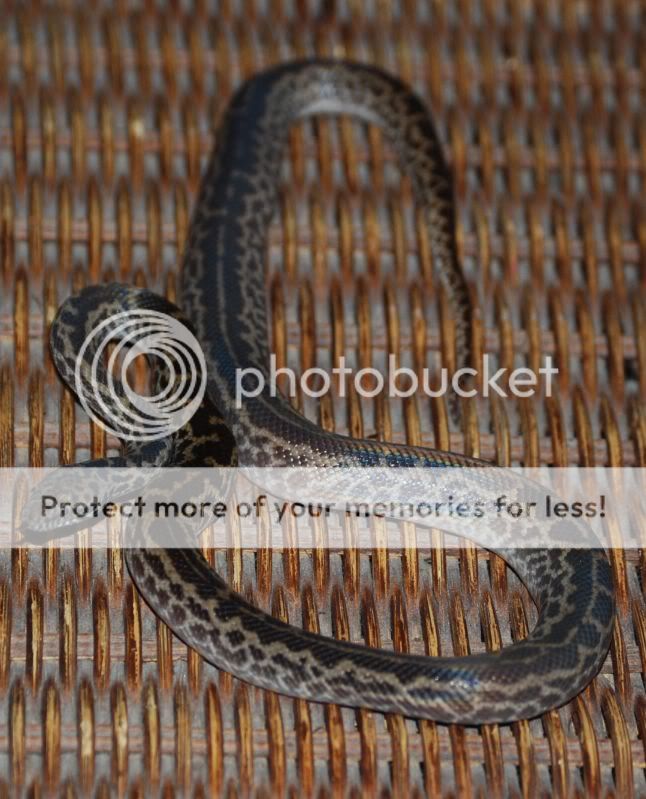 Bulk Deal - 8 x Spotted pythons - partially striped and double striped ...