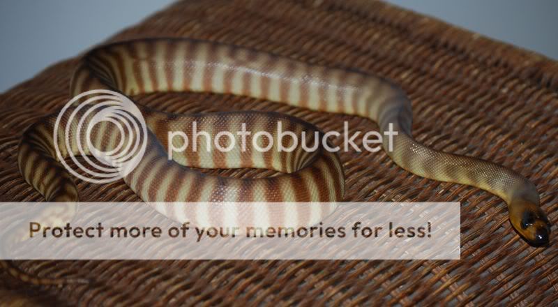 Uluru Locale Woma Pythons - fantastic stripes! | Aussie Pythons ...