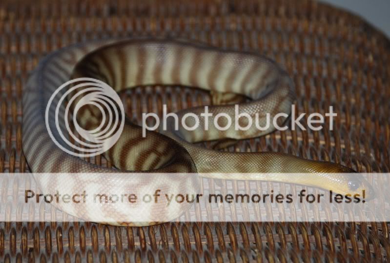 Uluru Locale Woma Pythons - fantastic stripes! | Aussie Pythons ...
