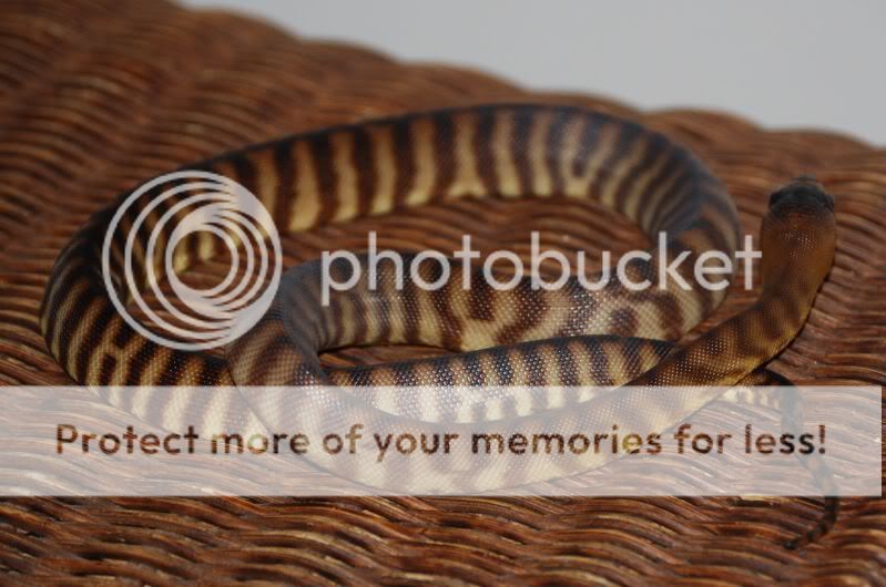 Uluru Locale Woma Pythons - fantastic stripes! | Aussie Pythons ...