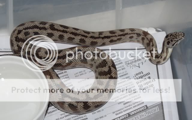 Female Platinum Spotted Python - 6 months old | Aussie Pythons & Snakes ...